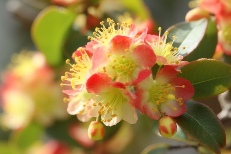 Pomelia Flower Meaning, Symbolism & Spiritual Significance - Foliage ...