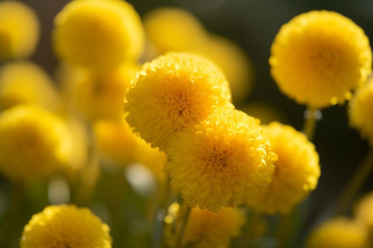 Pompom Flower Meaning, Symbolism & Spiritual Significance - Foliage ...