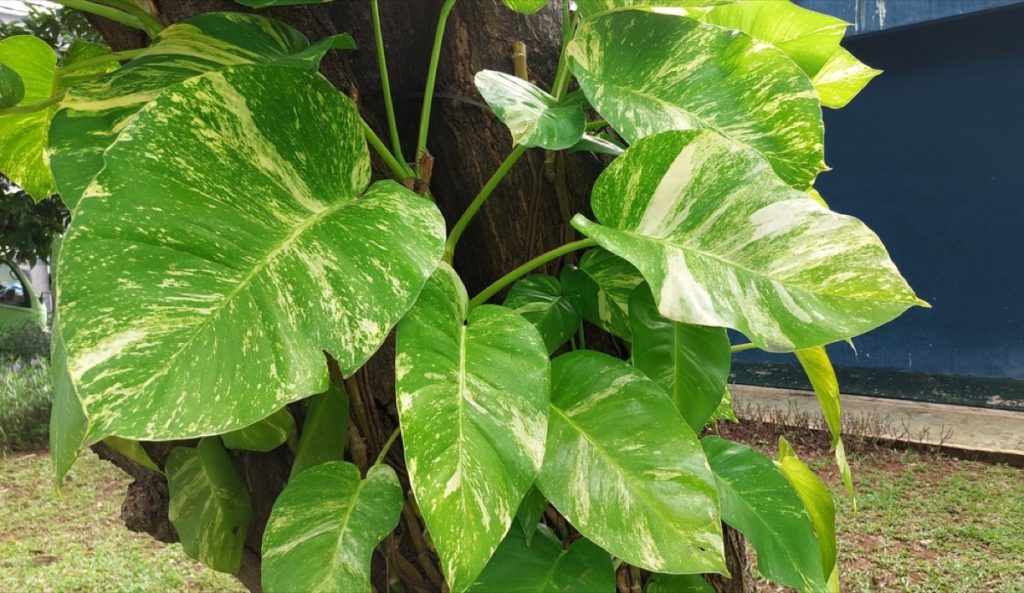 Epipremnum Pinnatum vs Pothos: Key Differences Explained - Foliage ...
