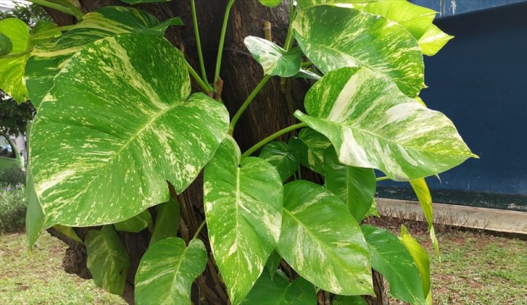 Epipremnum Pinnatum vs Pothos: Key Differences Explained - Foliage ...