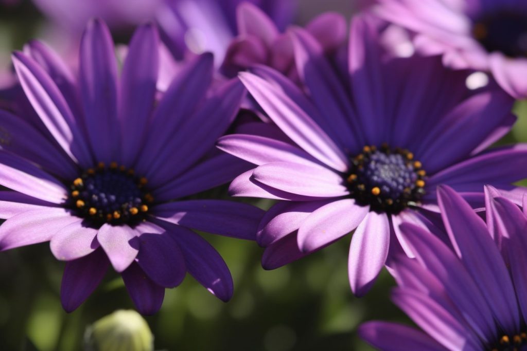 Purple Daisy Flower Meaning, Symbolism & Spiritual Significance ...