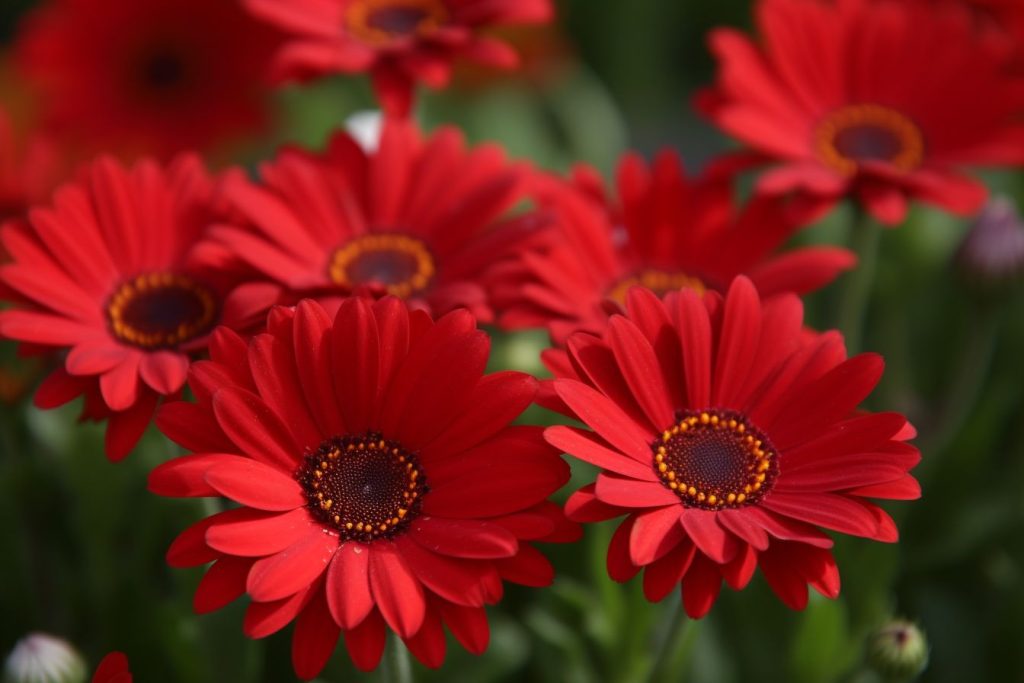 Red Daisy Flower Meaning, Symbolism & Spiritual Significance - Foliage ...
