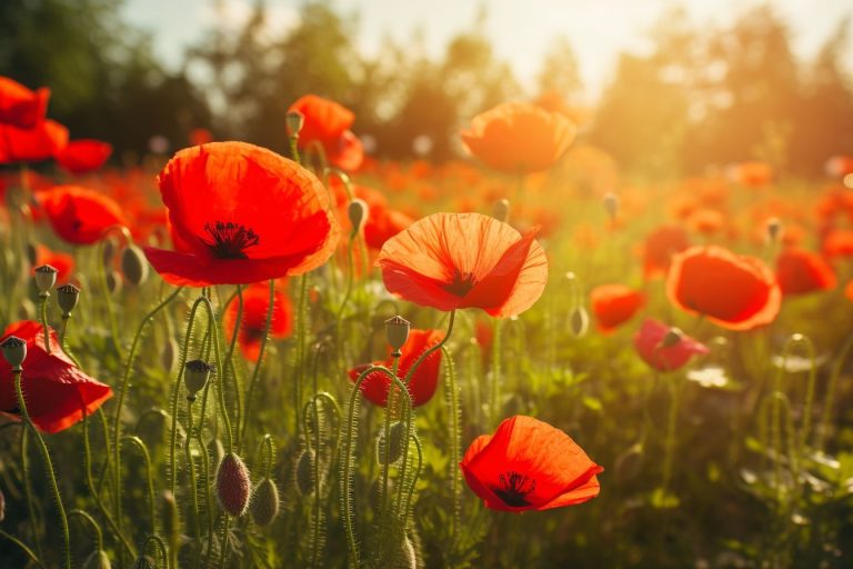 10 Flowers That Represent Fire: Flaming Blooms - Foliage Friend - Learn ...