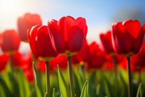 10 Flowers That Represent Undying Love: Eternally In Bloom - Foliage ...