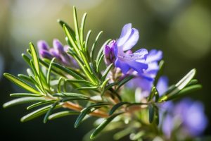 10 Flowers That Represent Wisdom: Blooms Of Secret - Foliage Friend ...