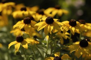 10 Flowers That Represent The Sun: Radiant Blooms - Foliage Friend ...