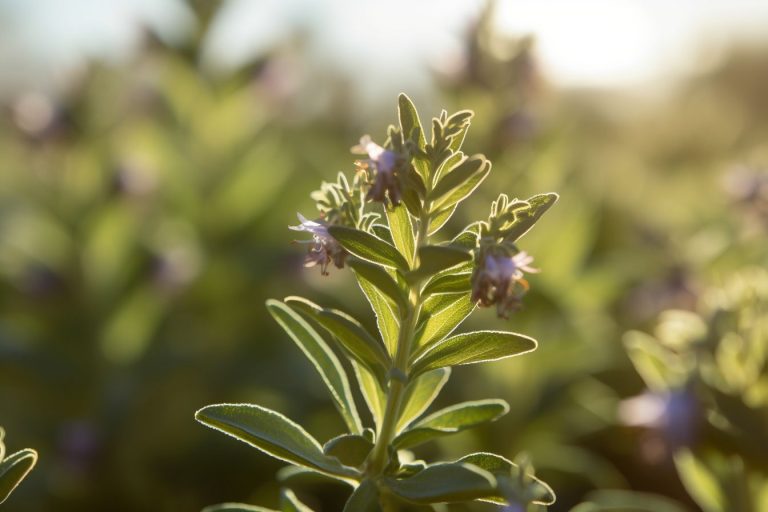 10 Flowers That Represent Wisdom: Blooms Of Secret - Foliage Friend ...