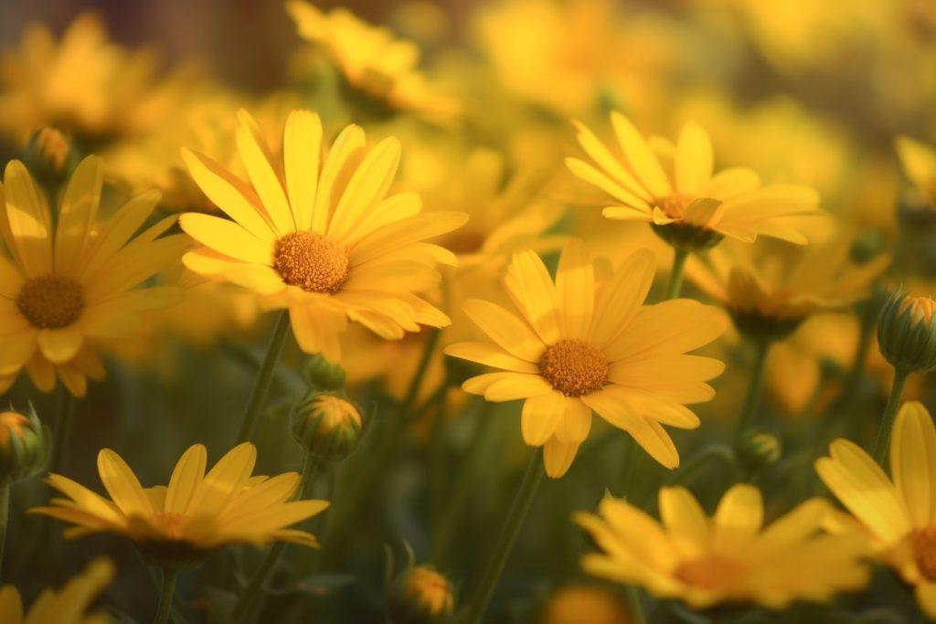 Sanvitalia Flower Meaning, Symbolism & Spiritual Significance - Foliage ...