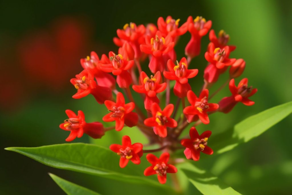 10 Flowers That Represent Fire: Flaming Blooms - Foliage Friend - Learn ...