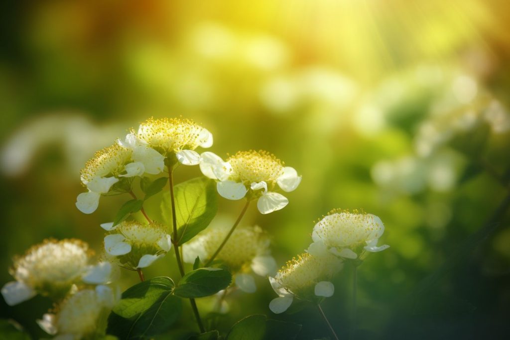 Smeraldo Flower Meaning, Symbolism & Spiritual Significance - Foliage ...