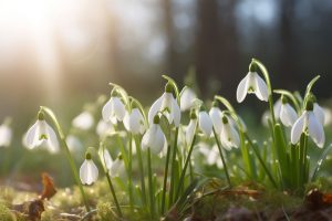 10 Flowers That Represent New Life: Blooms Of Fresh Starts - Foliage ...