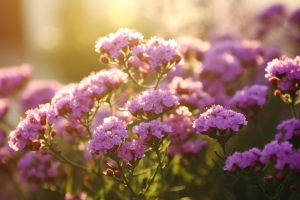 Statice Flower Meaning, Symbolism & Spiritual Significance - Foliage ...