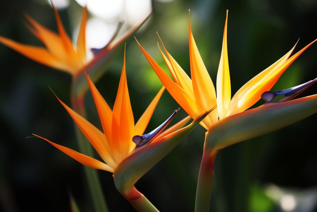 Crane Flower Meaning, Symbolism & Spiritual Significance - Foliage ...