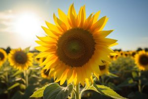 10 Flowers That Represent Hope: Uplifting Blooms - Foliage Friend ...