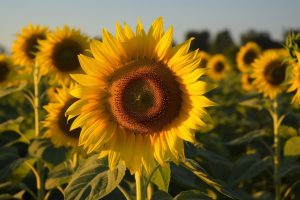 10 Flowers That Represent Life: Vibrant Blooms - Foliage Friend - Learn ...