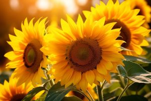 10 Flowers That Represent Kindness: Heartwarming Blooms - Foliage ...