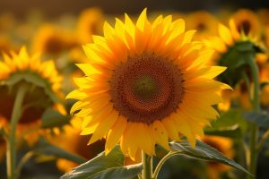 10 Flowers That Represent Joy: Blooms Of Bliss - Foliage Friend - Learn ...