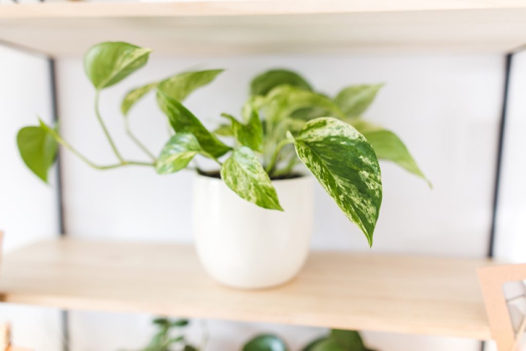 Where Do Pothos Grow in the Wild: Unraveling Their Natural Habitat ...