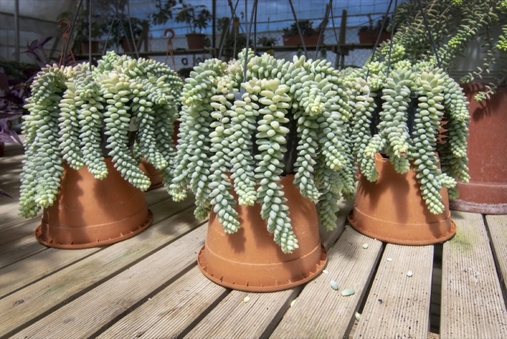 How to Propagate Donkey Tail: Succulent Growing Guide - Foliage Friend ...