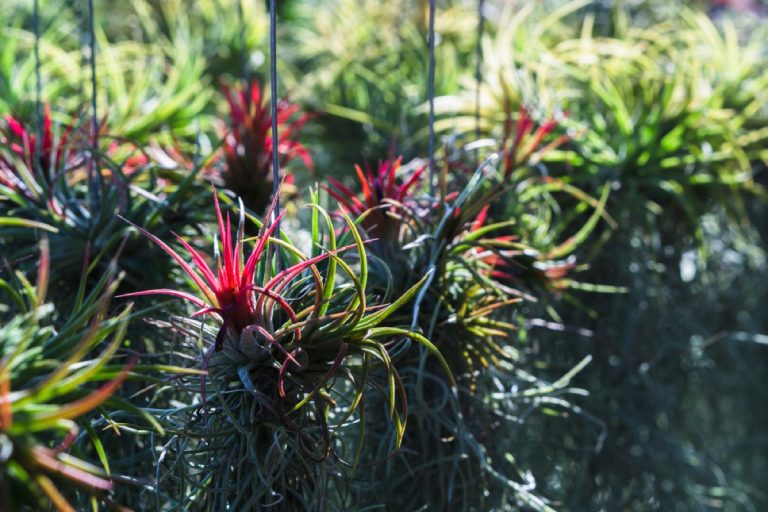 How to Separate Air Plant Babies: Expert Guide for Healthy Offspring ...