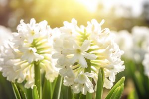 10 Flowers That Represent Innocence: Pure And Lovely - Foliage Friend ...