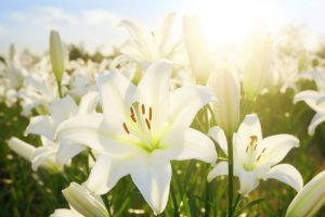 10 Flowers That Represent Innocence: Pure And Lovely - Foliage Friend ...