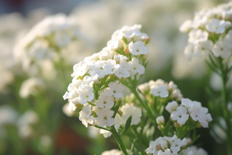 White Statice Flower Meaning, Symbolism & Spiritual Significance ...
