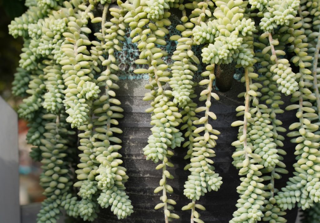 Donkey Tail Plant - Foliage Friend - Learn About Different Types of Plants