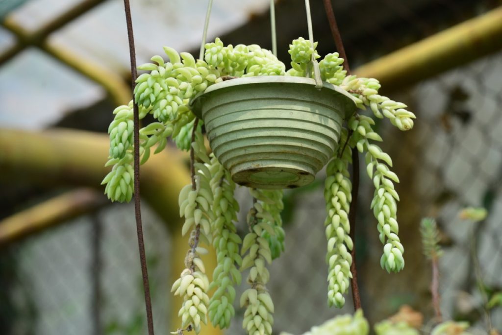 Why Is My Donkey Tail Losing Leaves? Top Reasons Explained - Foliage ...