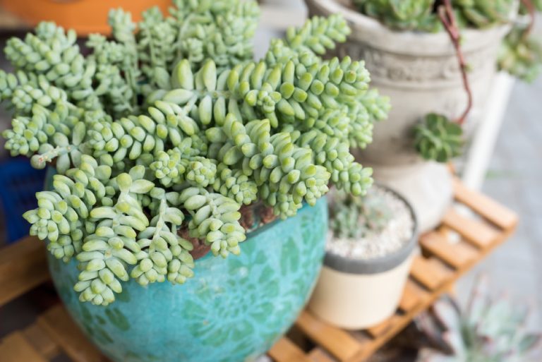 How to Propagate Donkey Tail: Succulent Growing Guide - Foliage Friend ...