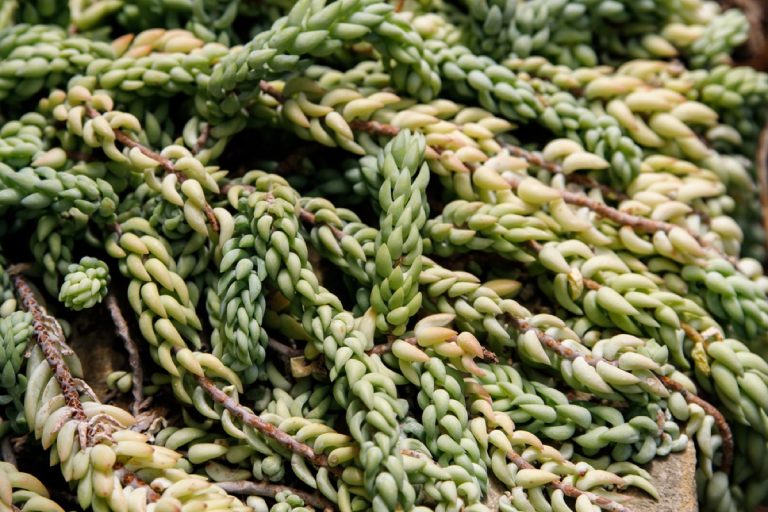 How to Propagate Donkey Tail: Succulent Growing Guide - Foliage Friend ...