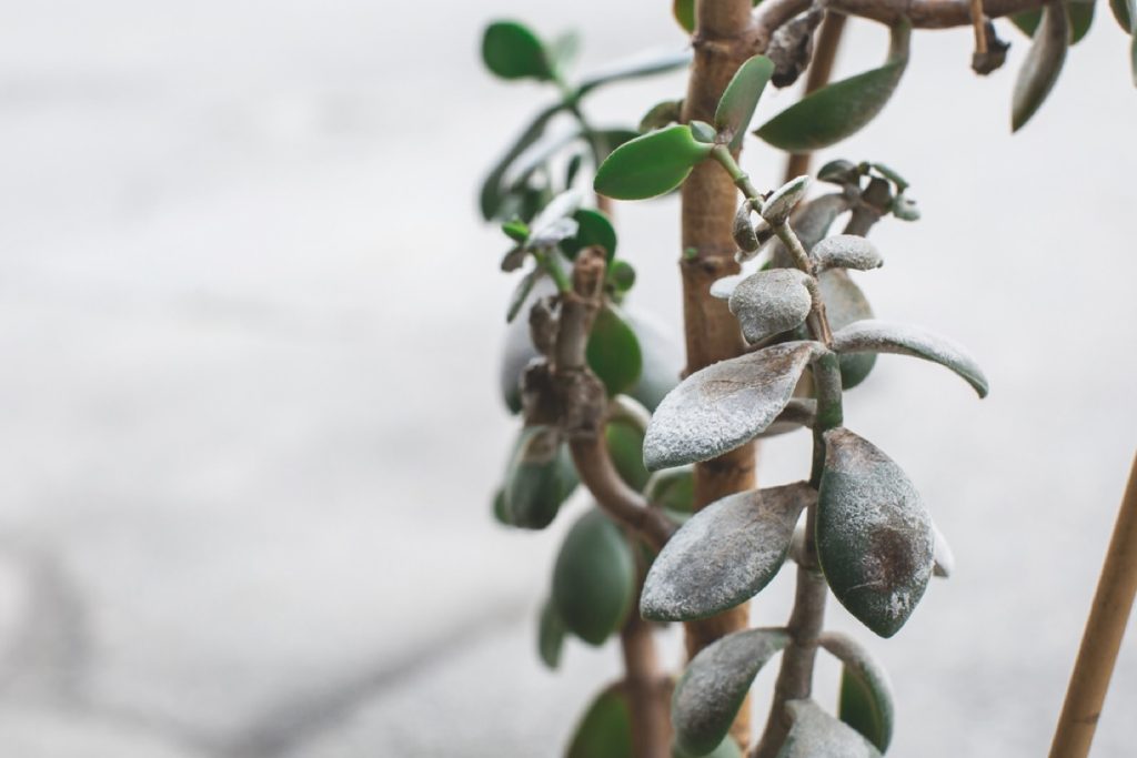 How to Get Rid of Mealybugs on Jade Plant: Expert Tips - Foliage Friend ...
