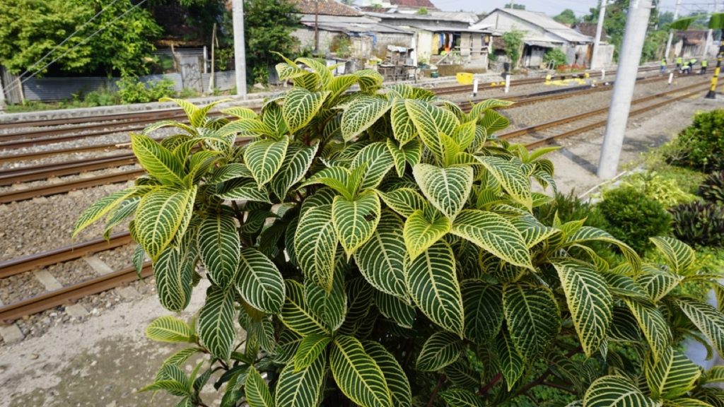 When to Repot Zebra Plant: Expert Advice and Timing Tips - Foliage ...