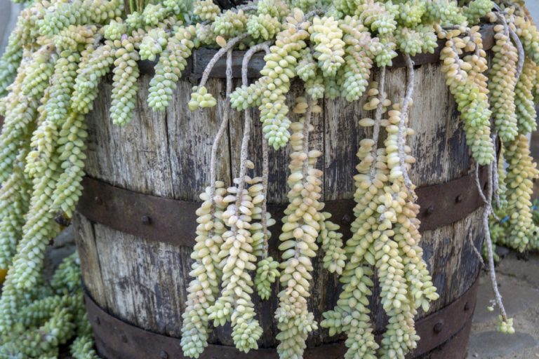 Donkey Tail Plant vs Burros Tail: Ultimate Succulent Comparison ...