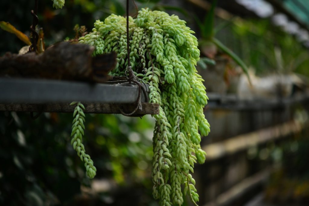 Why is My Donkey Tail Shriveling? Causes and Solutions - Foliage Friend ...