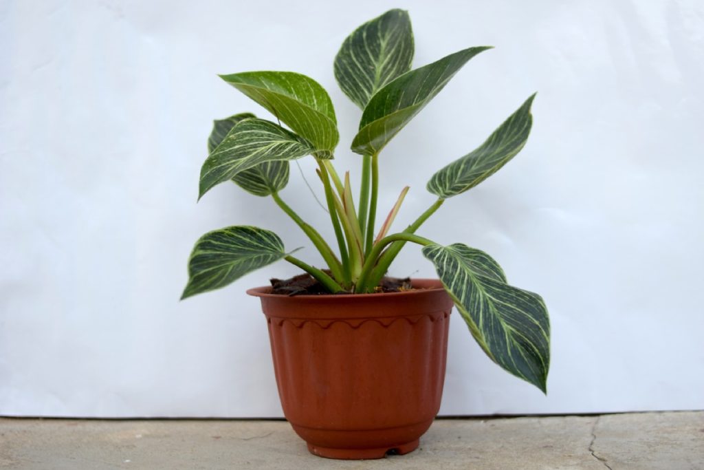 What to Do with Philodendron Aerial Roots: Expert Tips - Foliage Friend ...
