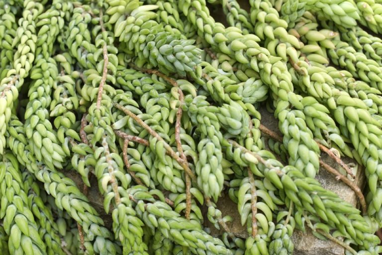 How to Propagate Donkey Tail: Succulent Growing Guide - Foliage Friend ...