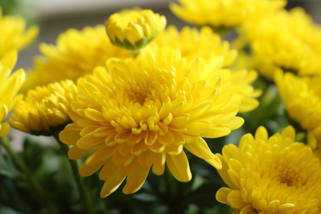 Yellow Chrysanthemum Flower Meaning, Symbolism & Spiritual Significance ...