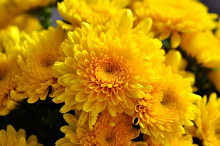 Yellow Mum Flower Meaning, Symbolism & Spiritual Significance - Foliage ...