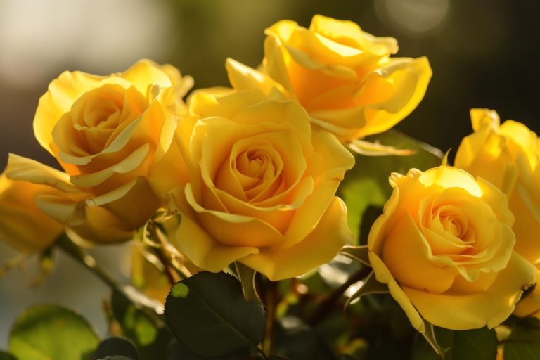 10 Flowers That Represent Friendship: Blooming Bonds - Foliage Friend ...