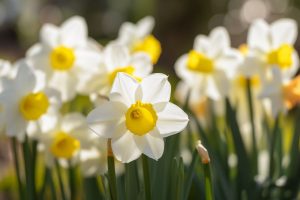 10 Flowers That Represent Death Of A Loved One: Blooms Of Comfort ...