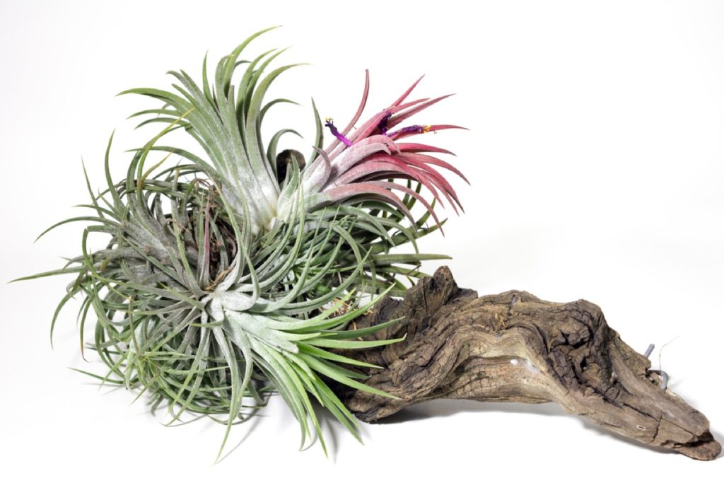 How to Display an Air Plant: Simple and Stylish Ideas - Foliage Friend ...