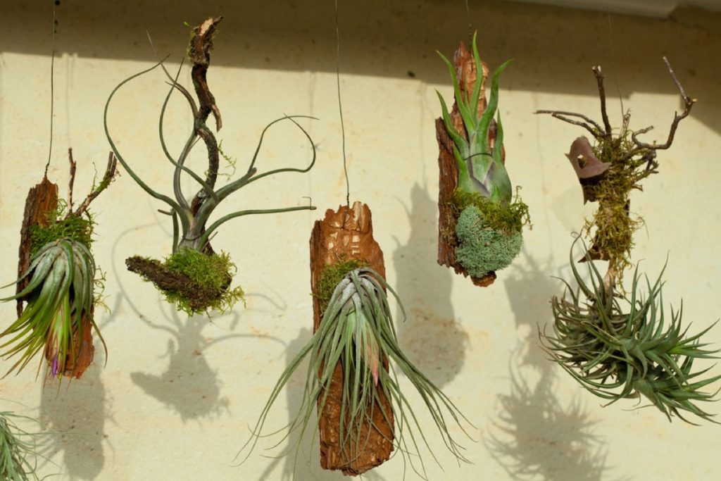 How to Display an Air Plant: Simple and Stylish Ideas - Foliage Friend ...