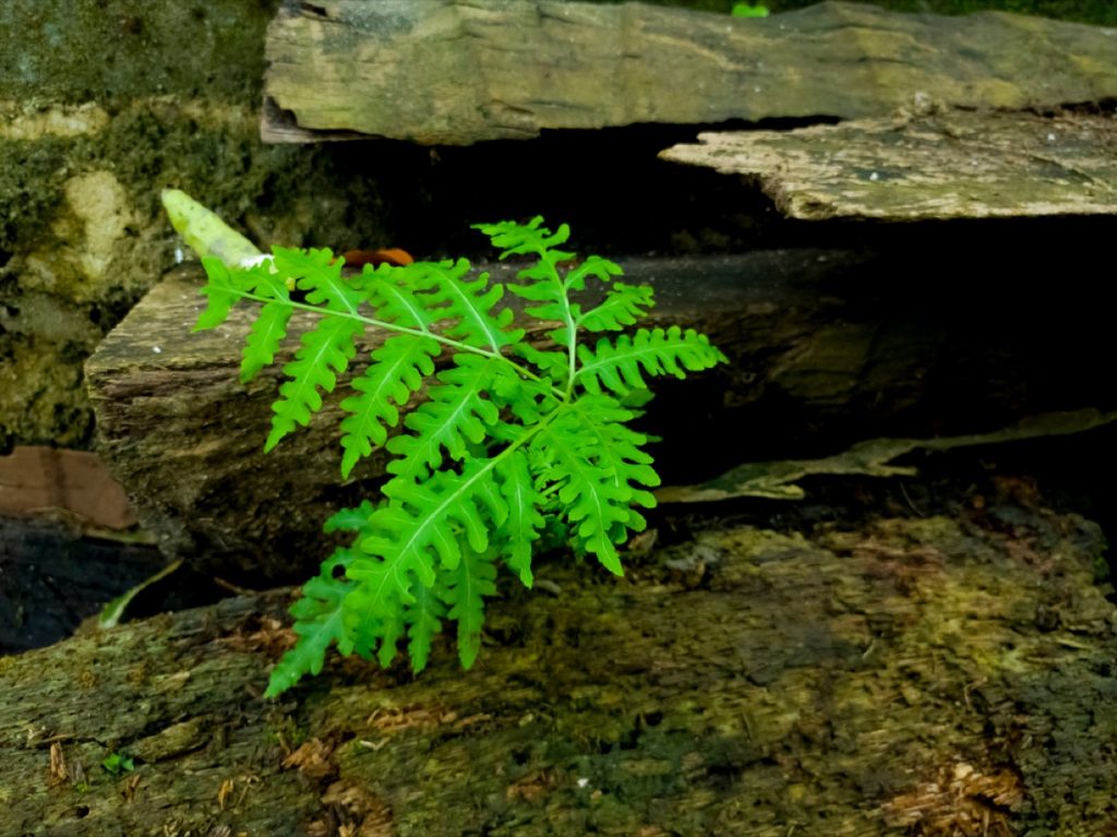 Types of Maidenhair Fern: A Comprehensive Guide - Foliage Friend ...