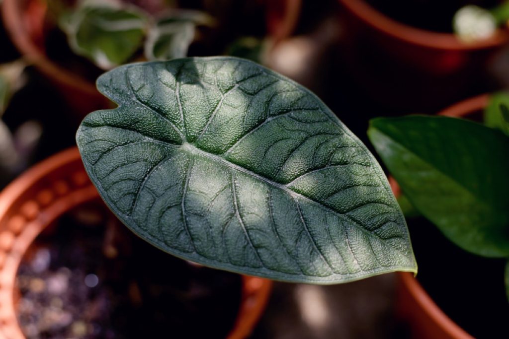 Arrowhead Plant vs Elephant Ear: Key Differences Explained - Foliage ...