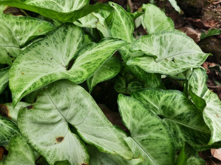 Arrowhead Plant Types: A Concise Guide to Varieties - Foliage Friend ...