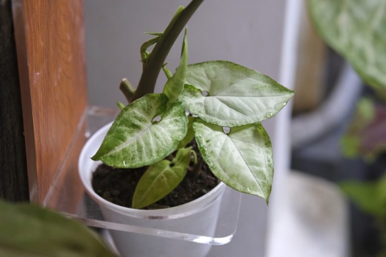 How to Trim Elephant Ear Plant: Expert Pruning Guide - Foliage Friend ...