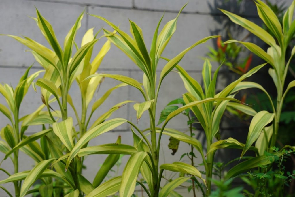 How to Care for Dracaena Marginata: Expert Tips for Success - Foliage ...