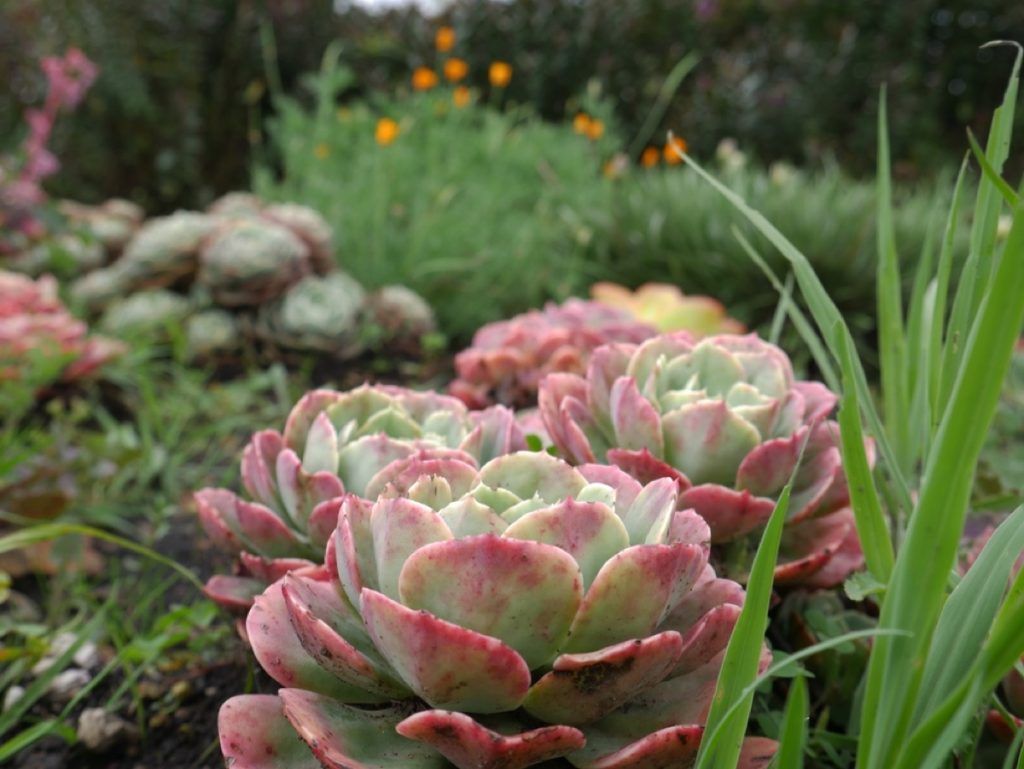 What is Echeveria: A Detailed Guide to Succulent Care - Foliage Friend ...
