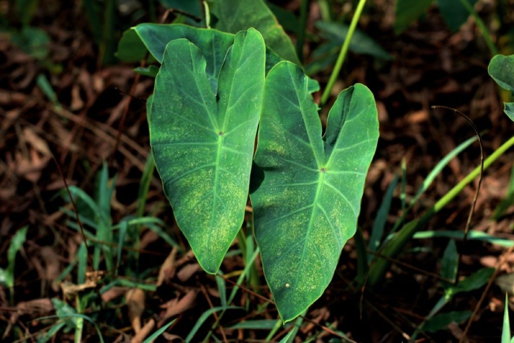 How to Plant Elephant Ear Bulbs in Pots: A Quick Guide - Foliage Friend ...